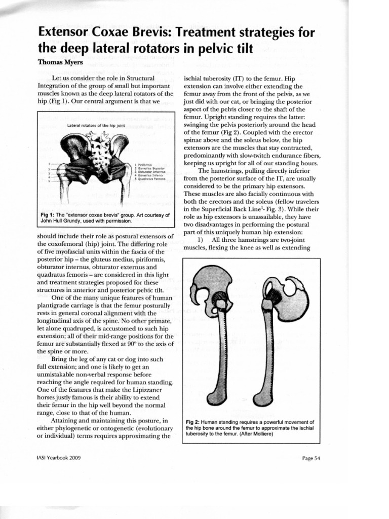 Treatment Strategies For Hip (Deep Lateral Rotators in Pelvic Tilt) by ...