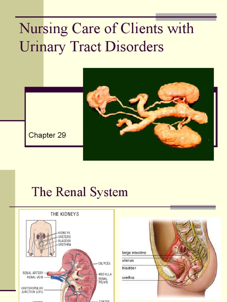 Nursing Care for Urinary Tract Disorders | PDF | Dialysis | Kidney