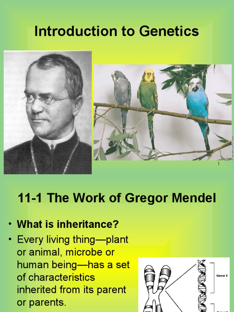 GENETICS | PDF | Science & Mathematics