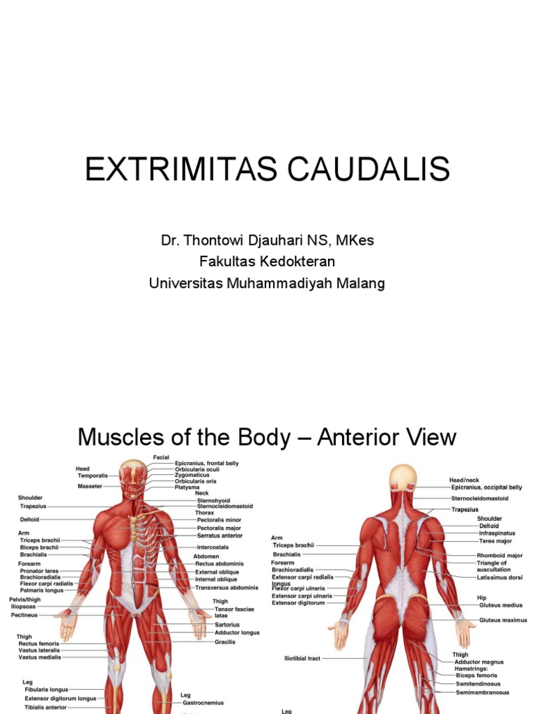 Extr Caudal Is | PDF | Foot | Human Leg