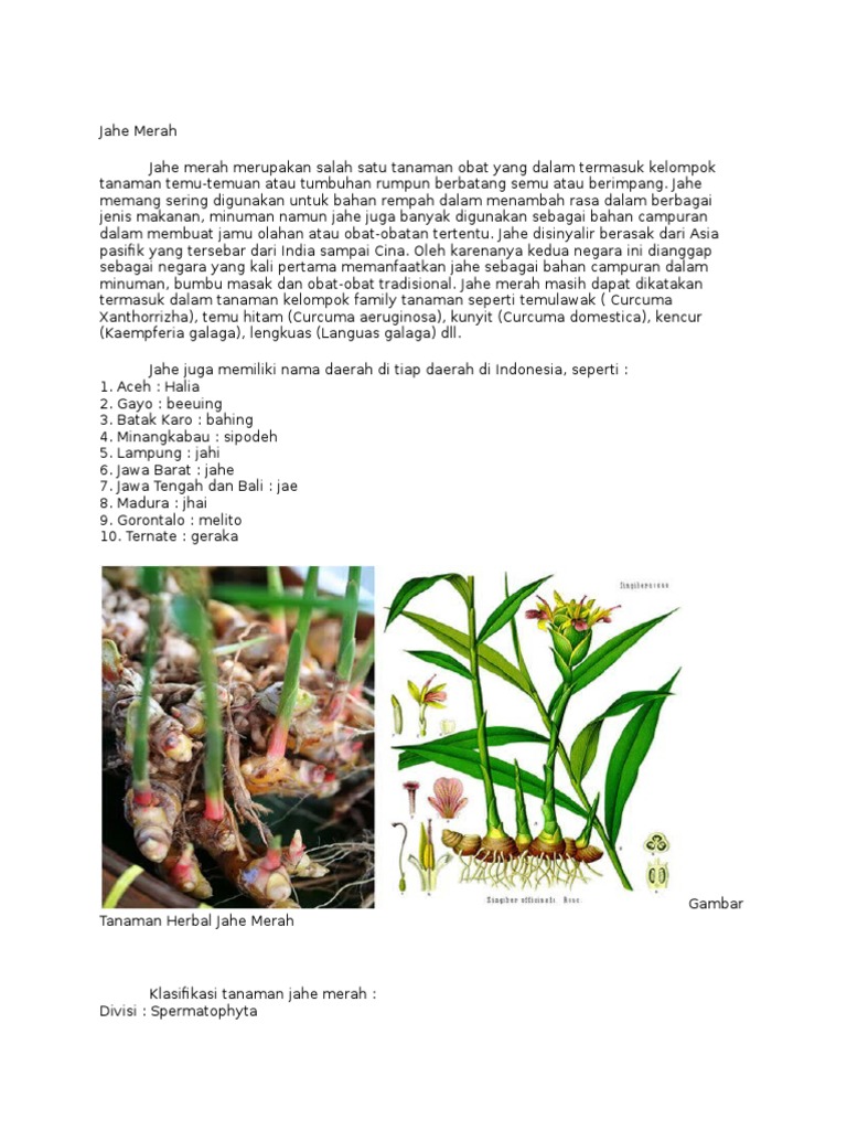 Jahe Merah | PDF