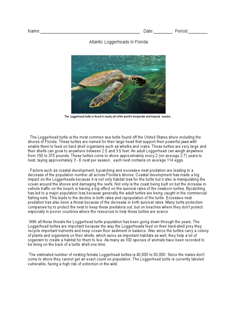 Loggerhead Turtles | Download Free PDF | Turtle | Conservation