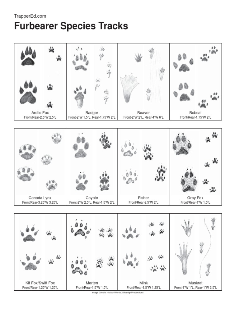 Furbearer Species Tracks | PDF