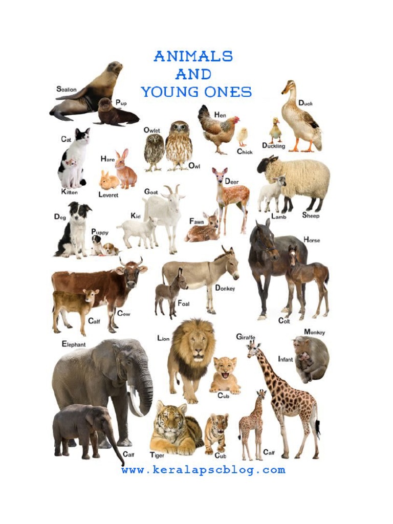 Young Animals | PDF