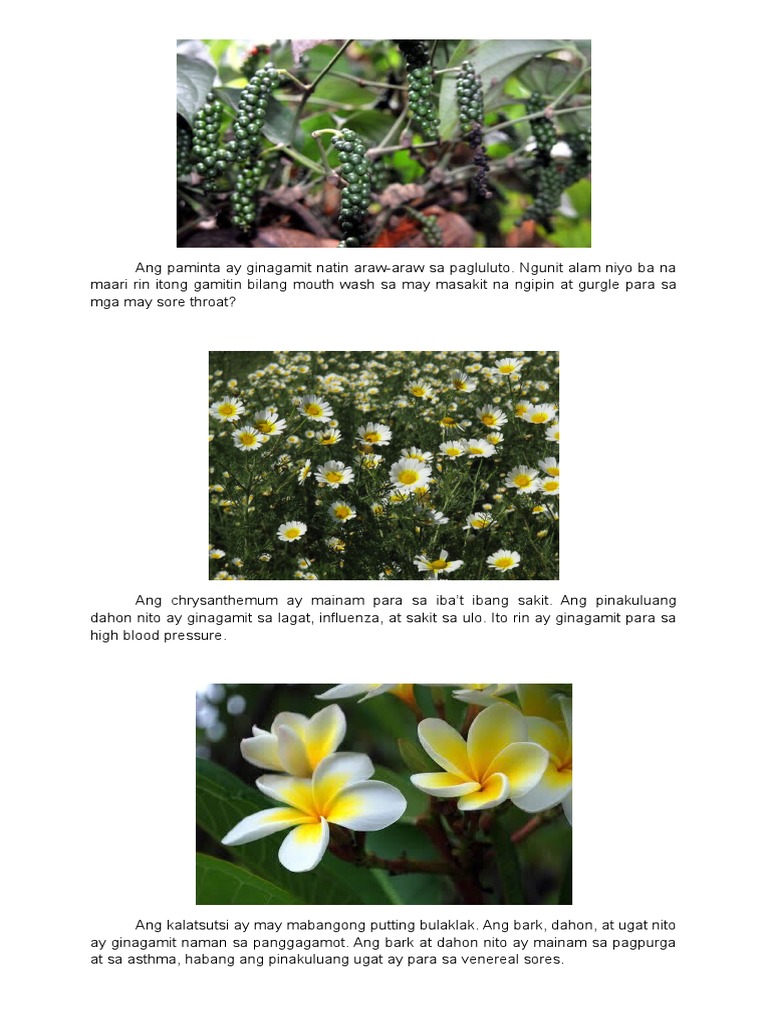 Mga Halimbawa NG Anapora at Katapora | PDF | Nuclear Reactor ...