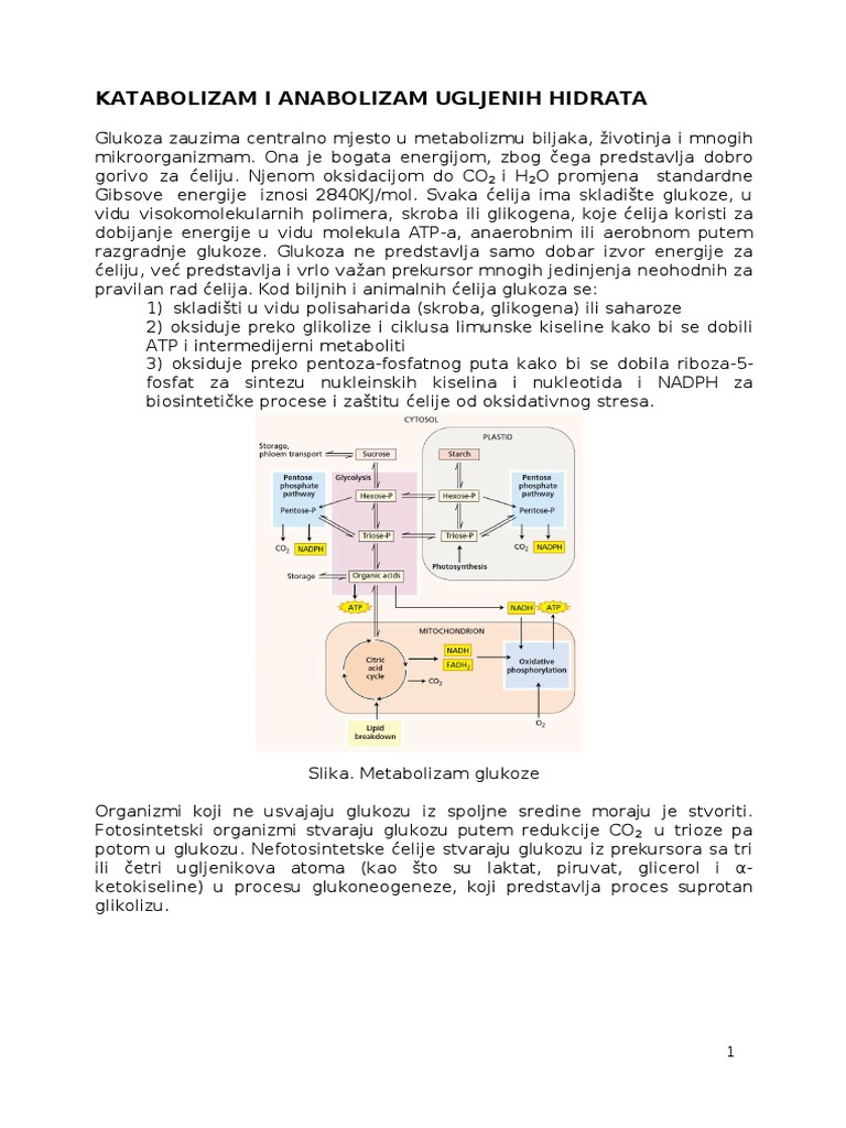 Metabolizam Ugljenih Hidrata | PDF