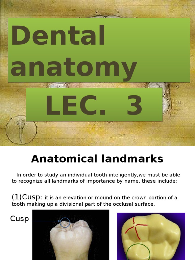 Dental Anatomy Lec.3 | PDF | Dental Anatomy | Facial Features