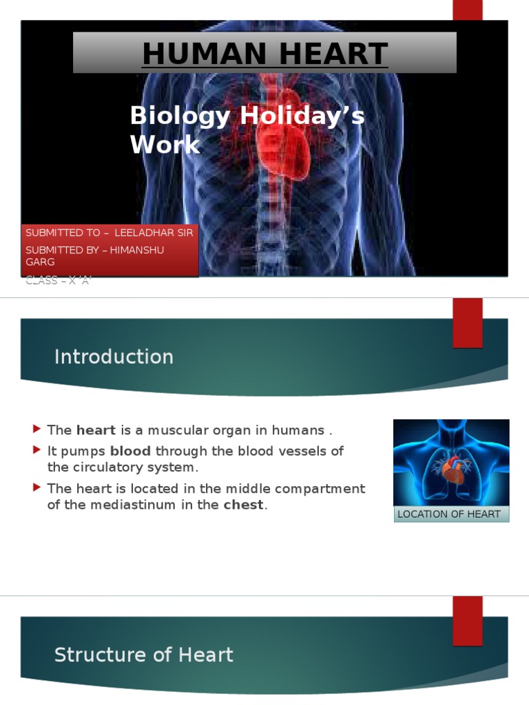Human Heart Human Heart: Biology Holiday's Work | PDF | Heart Valve | Heart