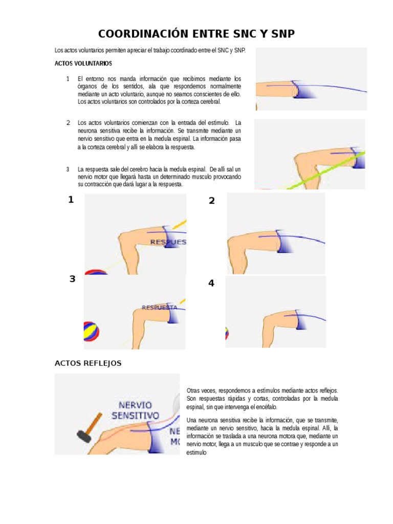 Coordinación Entre SNC y SNP | PDF
