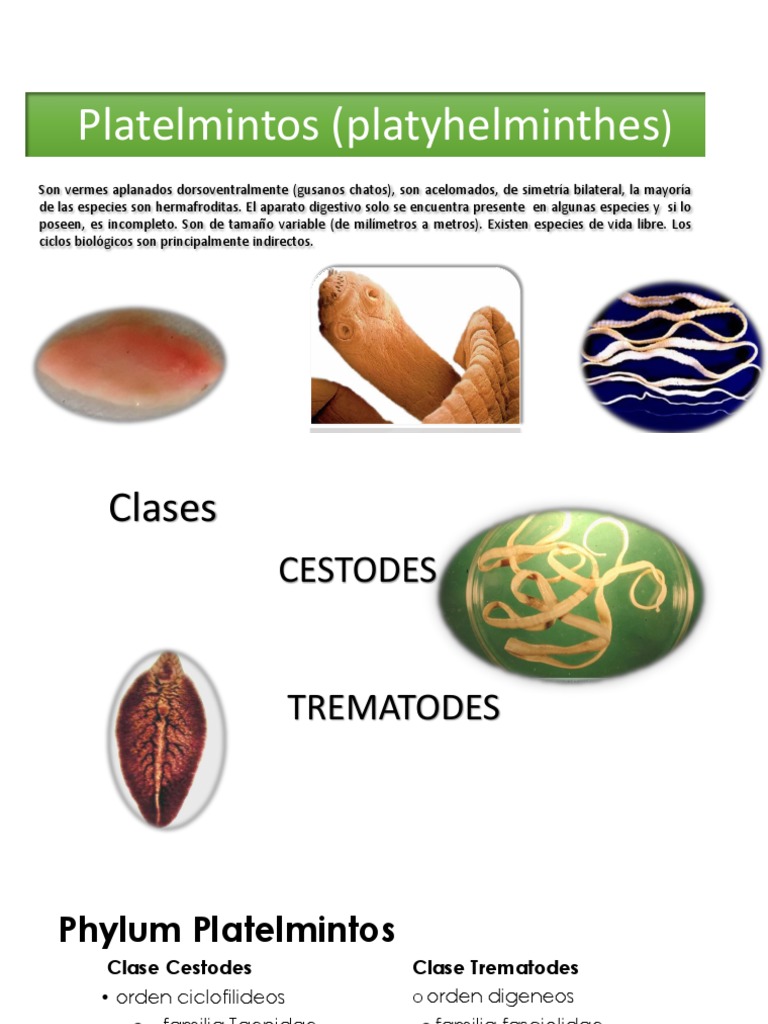 Clase Platelmintos -1 | Zoología | Anatomía
