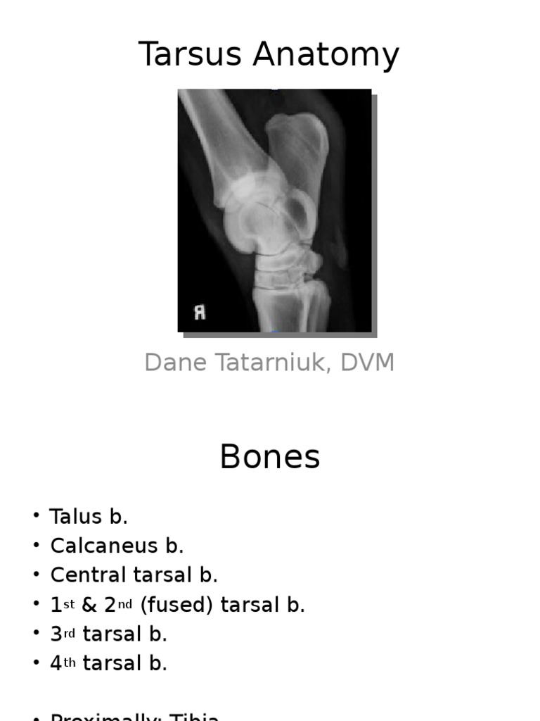 Tarsus Anatomy: Dane Tatarniuk, DVM | PDF | Anatomical Terms Of ...