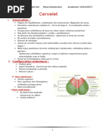 ANATOMIE DU TRACTUS OPTIQUE Zio | PDF | Thalamus | Système nerveux