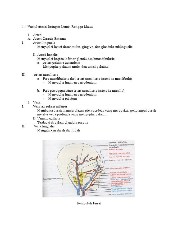 Inervasi Dan Vaskularisasi | PDF