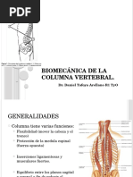 Tracto Rubroespinal | PDF | Cerebro | Neuroanatomía