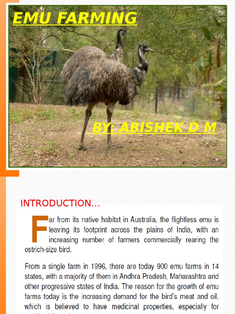 Emu Farming | PDF