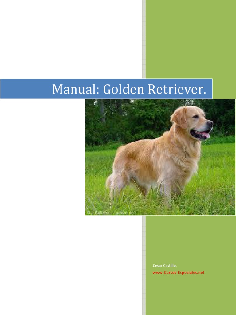 Perro - Golden Retriever | PDF | Perros | Domesticación