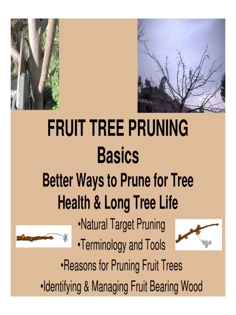 Fruit Tree Pruning Basics PDF | PDF | Pruning | Grafting