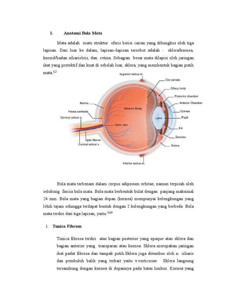 Anatomi Bola Mata | PDF
