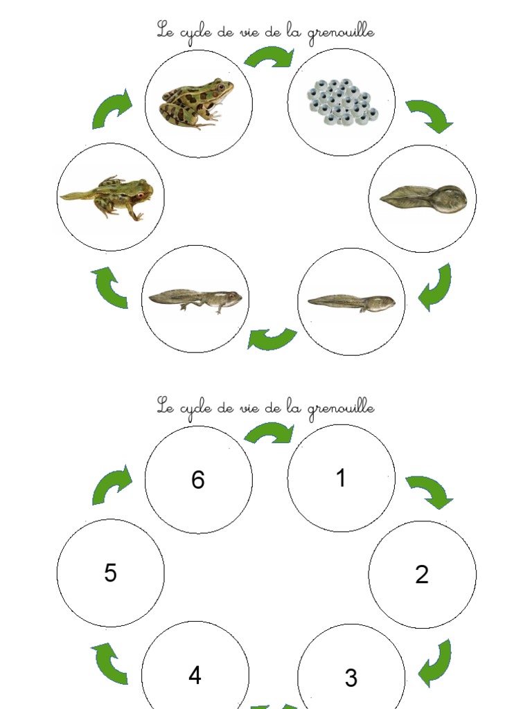 Cycle de vie de la grenouille | PDF | Livres de cuisine, nourriture et ...