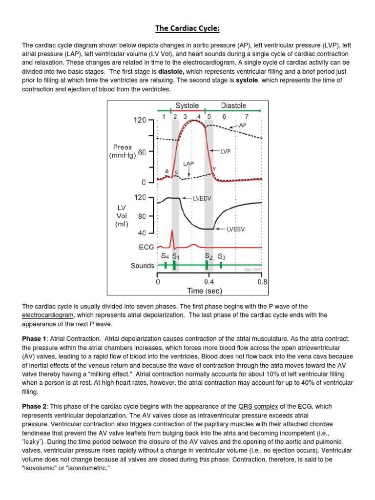 Cardiac Cycle | PDF