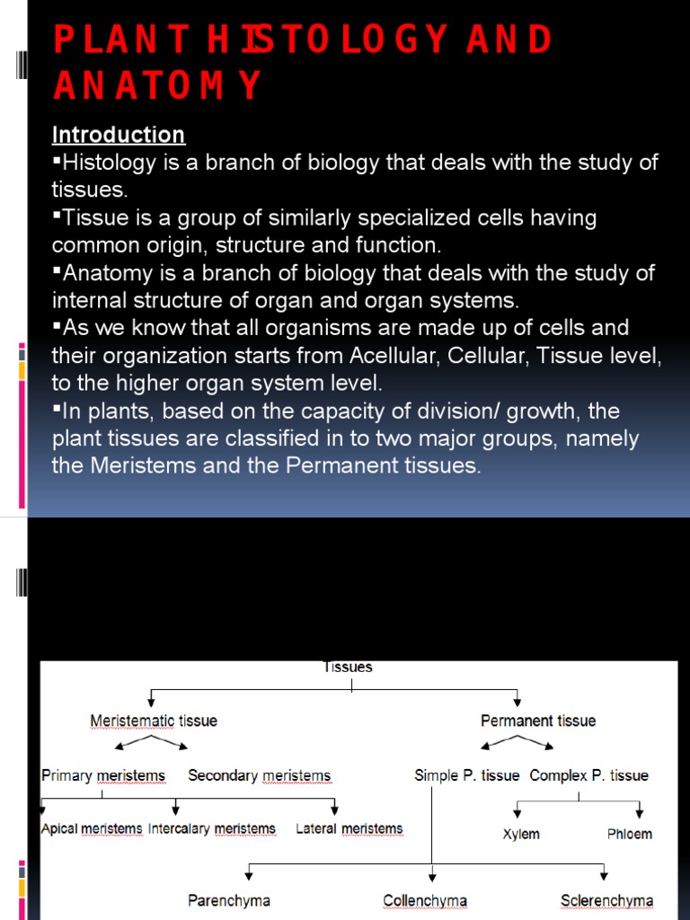 Plant Histology and Anatomy | PDF | Tissue (Biology) | Bark