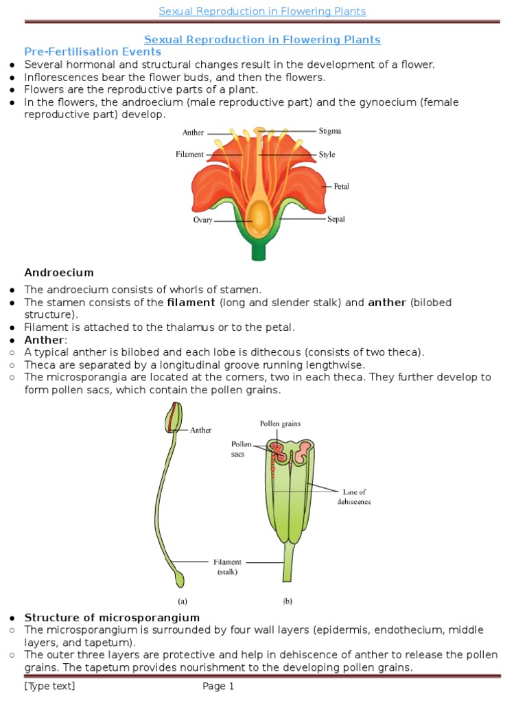 Sexual Reproduction in Flowering Plants | PDF | Seed | Pollination