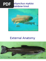 Fish Nares: Smell Mechanism Explained | PDF | Olfaction | Fish