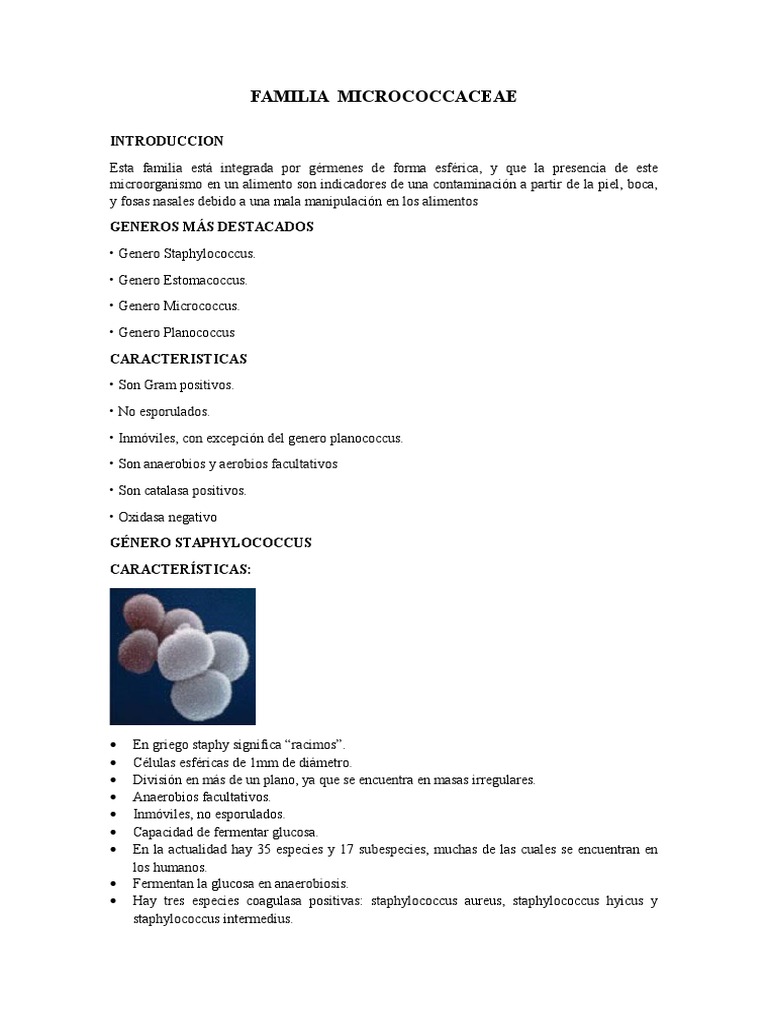 Familia Micrococcaceae | PDF | Lactobacillus | Microbiología