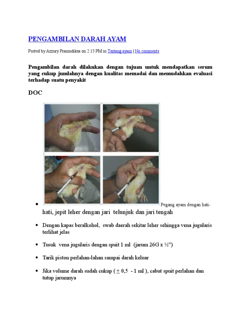 Pengambilan Darah Ayam | PDF