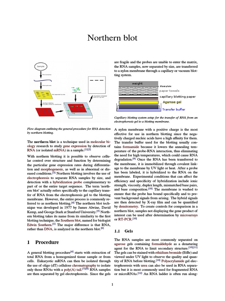Northern Blot Wiki | PDF | Northern Blot | Gel Electrophoresis
