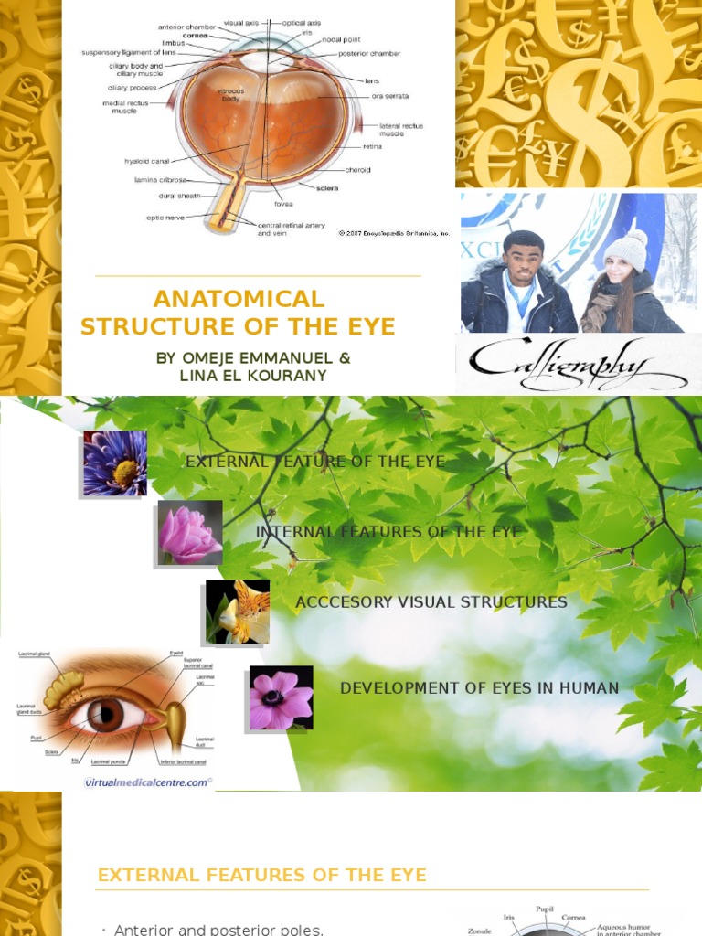ANATOMY OF THE EYE (Organ of Vision) by DR Omeje Emmanuel | PDF | Human ...