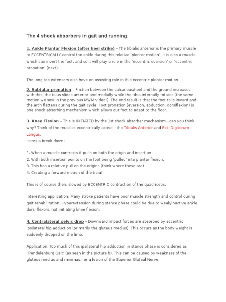 The 4 Shock Absorbers in Gait and Running | PDF | Foot | Anatomical ...