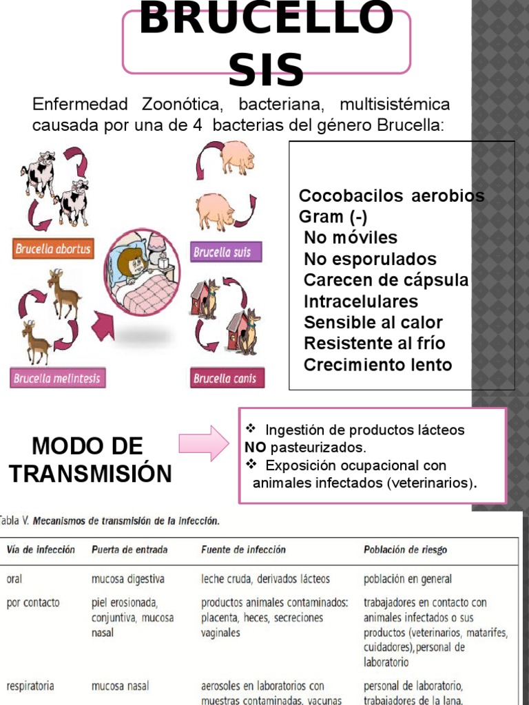 brucella | Microbiología | Especialidades Medicas
