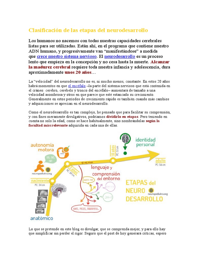 Etapas Del Neurodesarrollo | Cerebro | Desarrollo neuronal