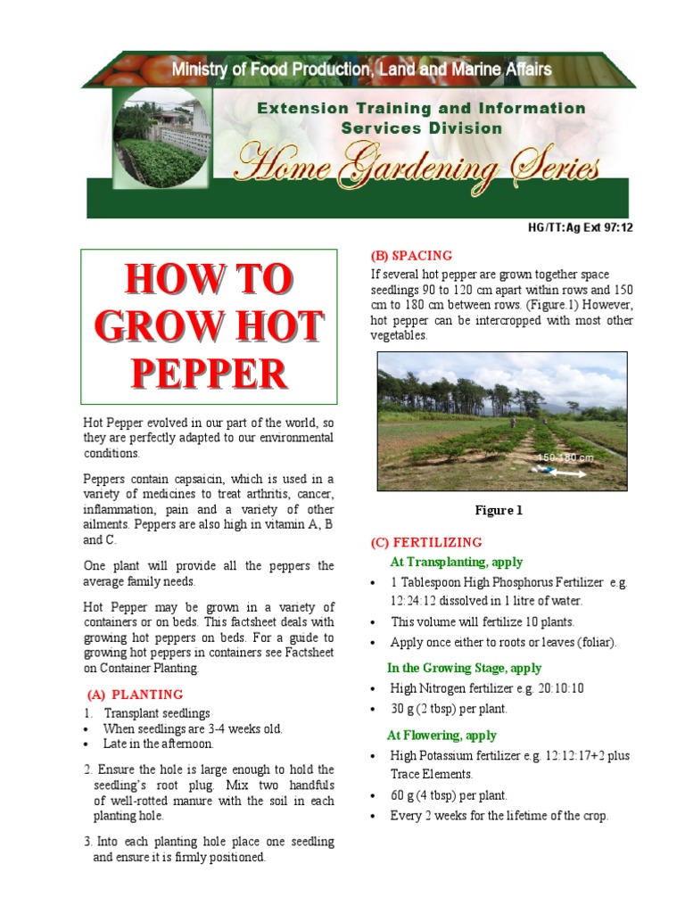 How To Grow Hot Pepper PDF | PDF | Capsicum | Plants