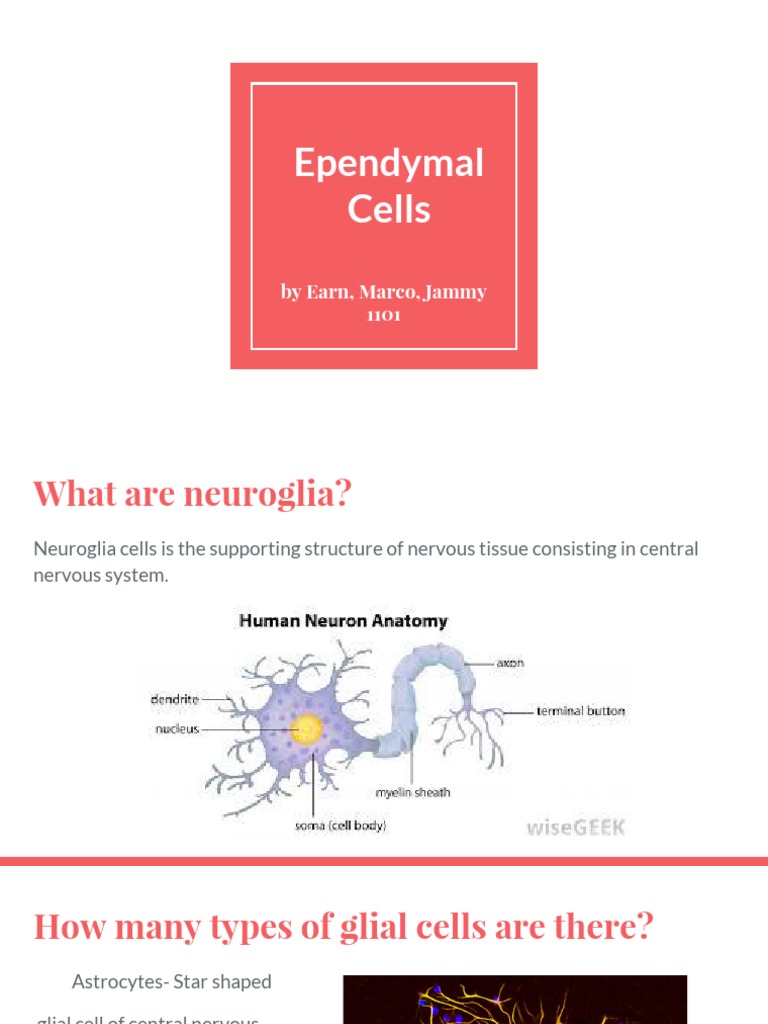 Anatomy Ependymal | PDF