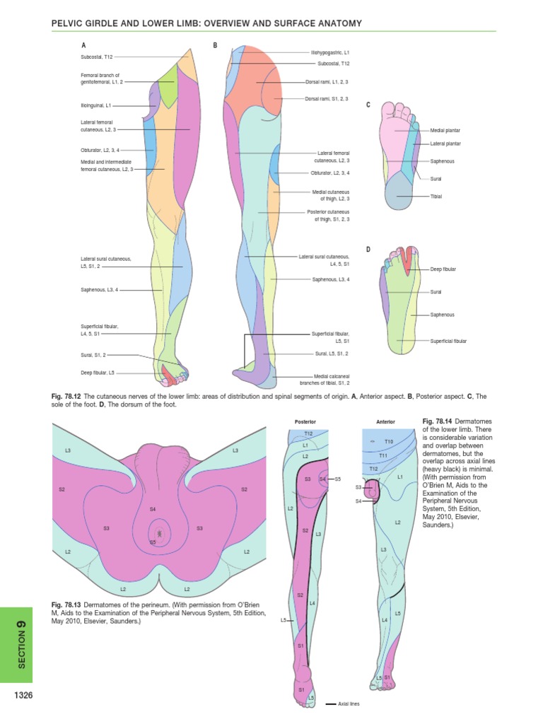 Dermatomes Lower Limb | PDF | Human Leg | Anatomical Terms Of Location