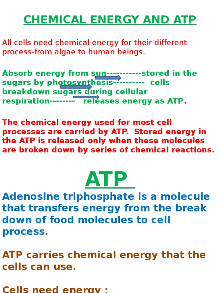 Chemical Energy and ATP | PDF