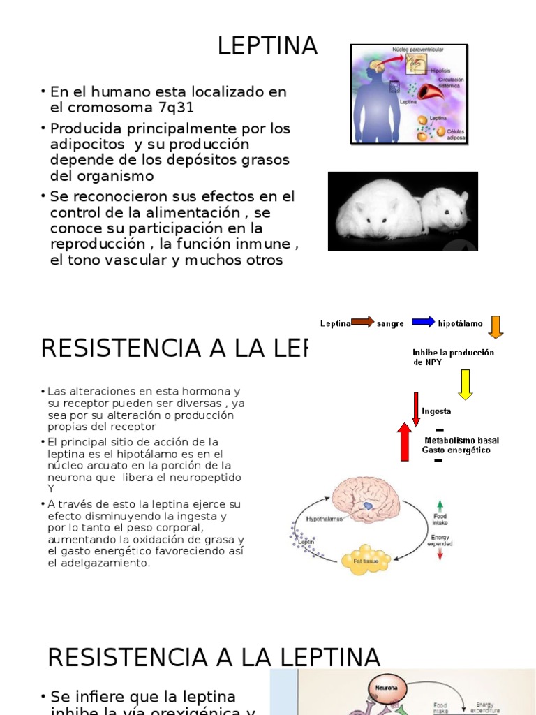 Leptina | PDF | Leptina | Obesidad