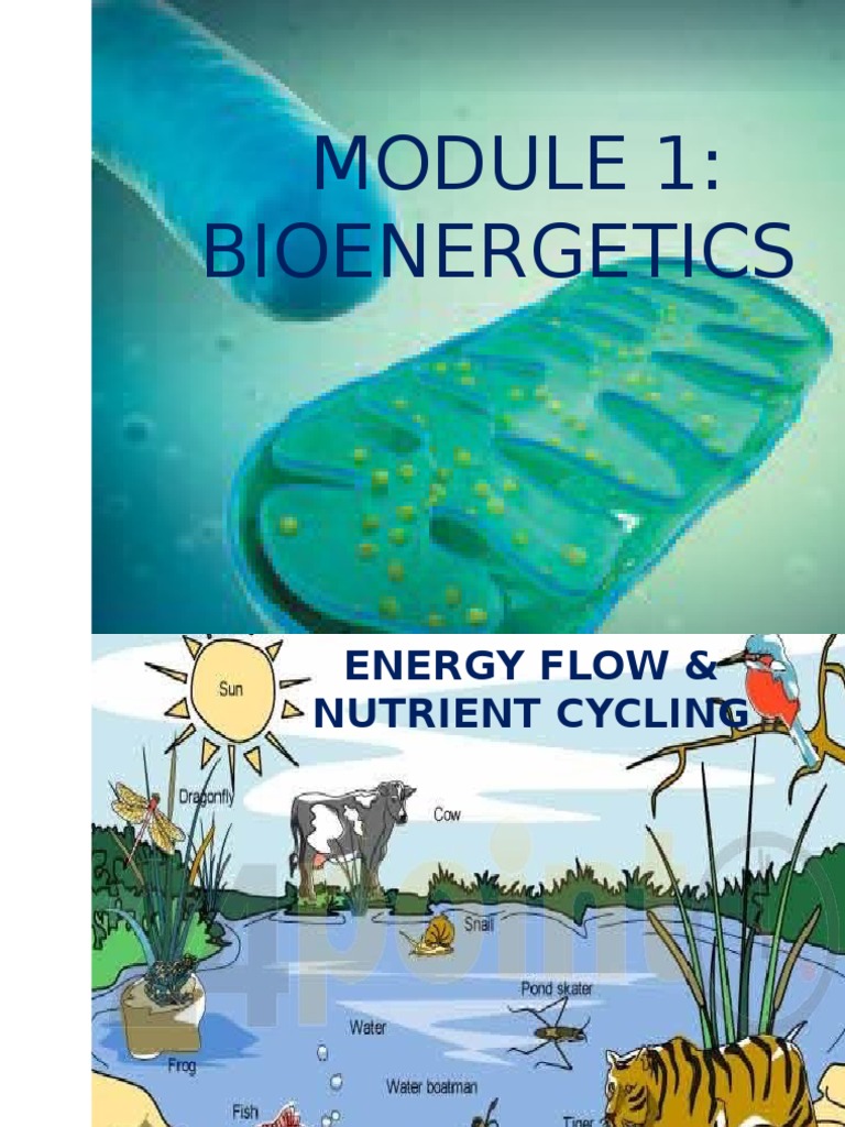 Bioenergetics Lesson 1 | PDF | Food Web | Ecosystem