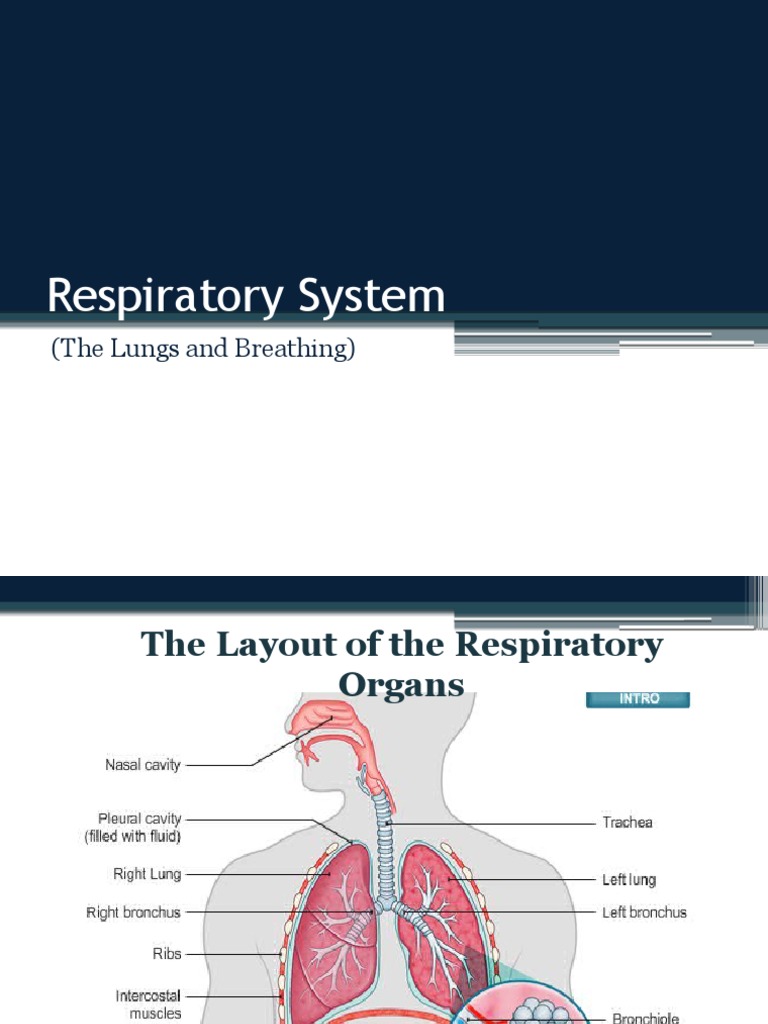 Respiratory System | PDF | Exhalation | Breathing