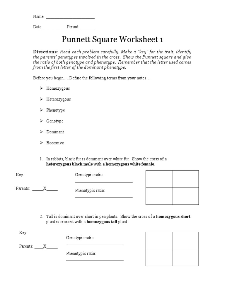 Punnett Square Worksheet 1 | PDF
