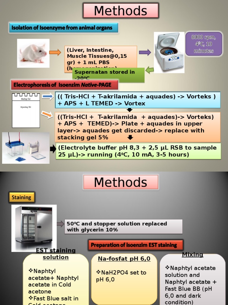Metode TABM ISOENZIM | PDF