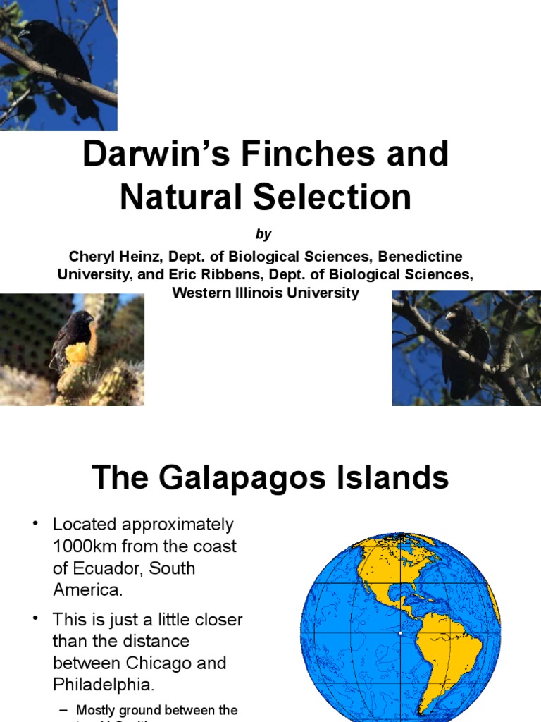Darwins Finches | PDF | Natural Selection | Evolution