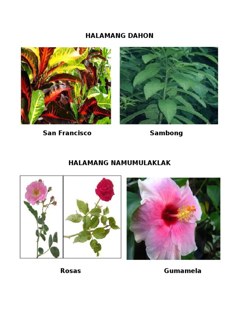 Halamang Dahon | PDF