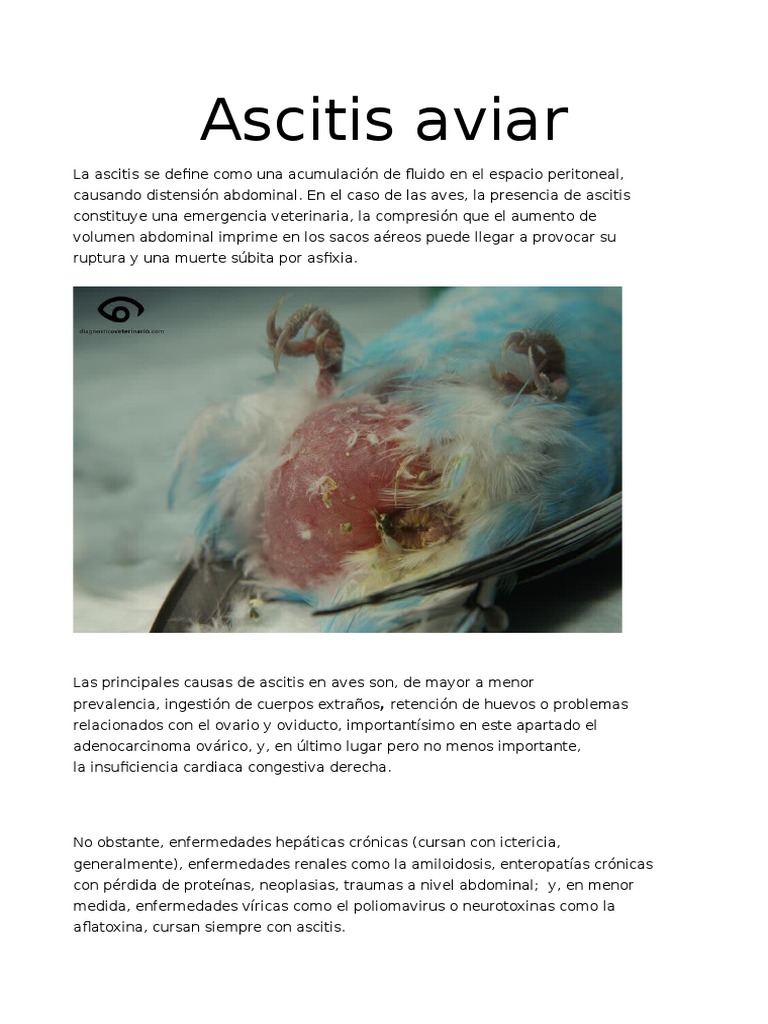 Ascitis Aviar | PDF