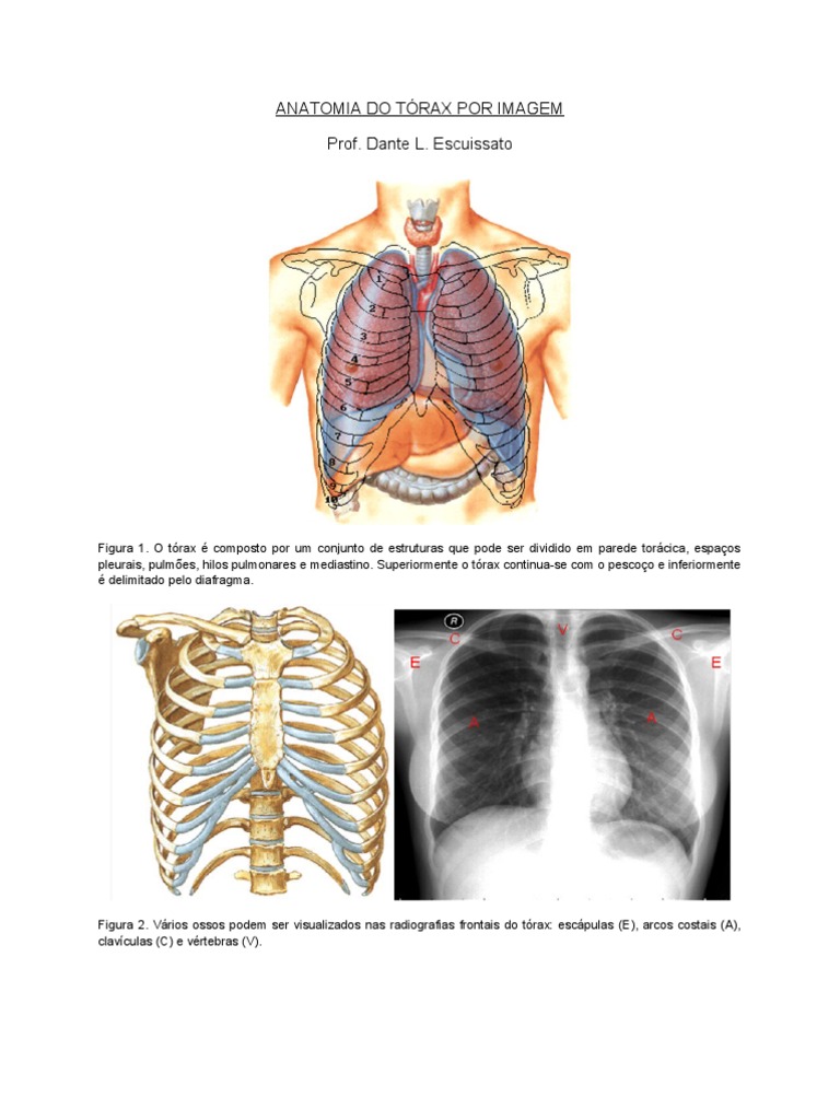Anatomia Do Torax | Pulmão | Anatomia