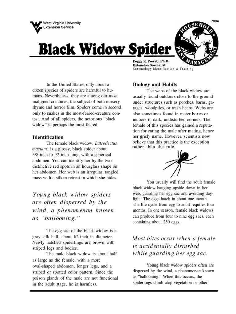 Black Widow Spiders | PDF | Spider | Nature