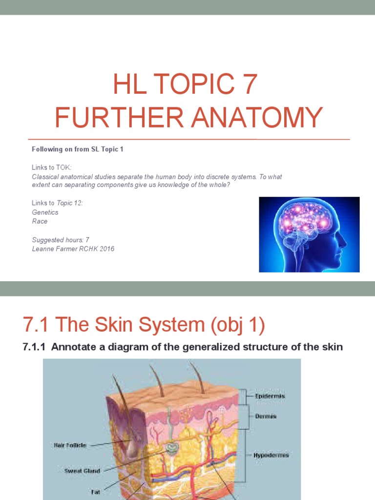 Topic 7 Further Anatomy | PDF | Skin | Cerebrum