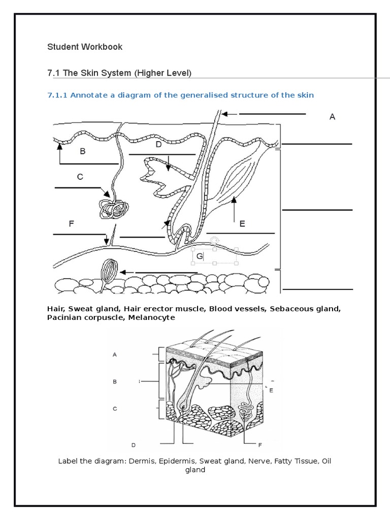 7 0 Student Workbook | PDF | Brain | Cerebrum